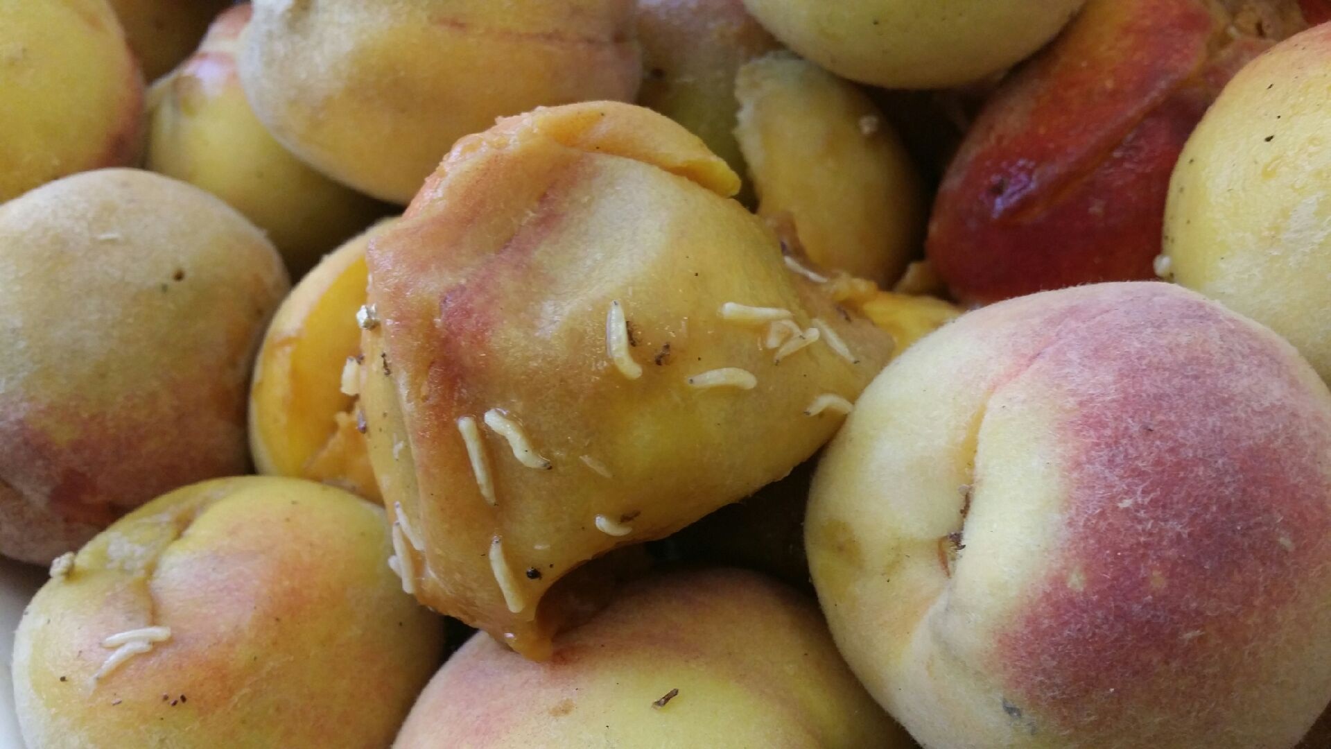 Identify and report fruit fly - PIRSA